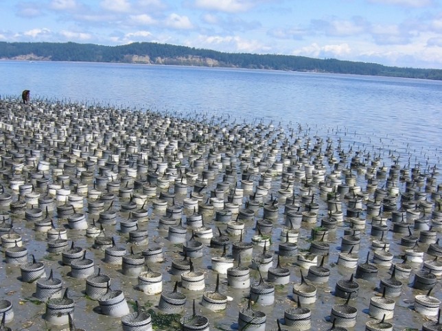 New geoduck harvesting practices dig up controversy – The Seattle Globalist