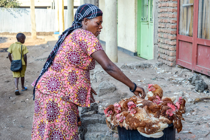 Trade bans pummel African poultry farms in drive against avian flu ...